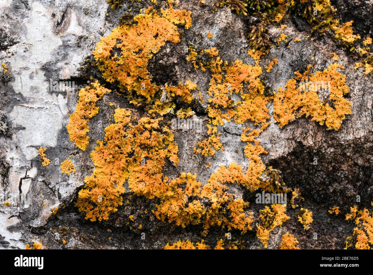 Orange Lichen on an Oak Tree Stock Photo - Alamy