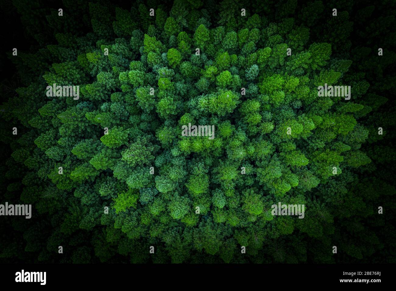 Abstract background of green leaves pine trees from above top view of ...