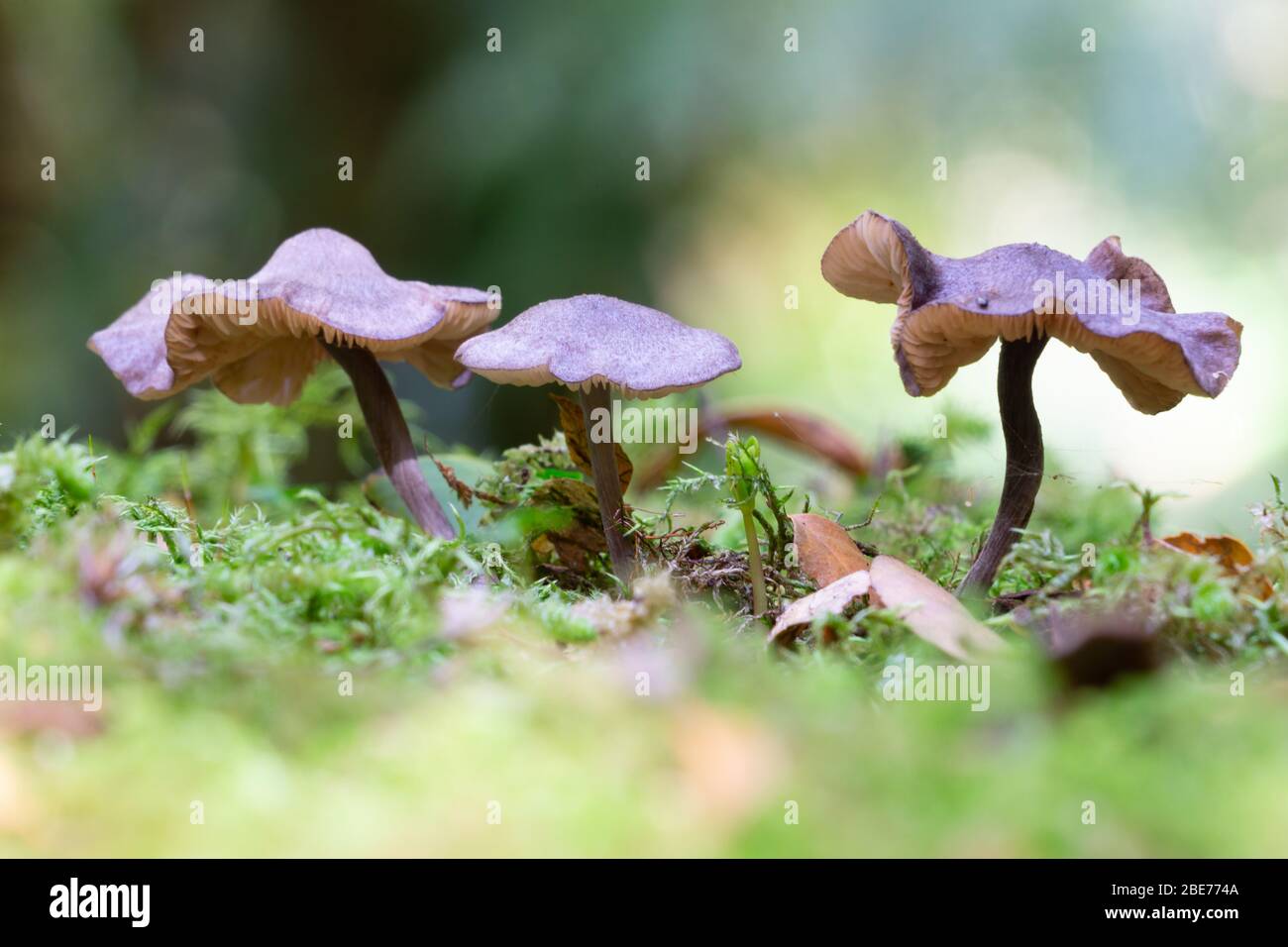 Three small fungi or mushroom growing closeup in selective focus on ...