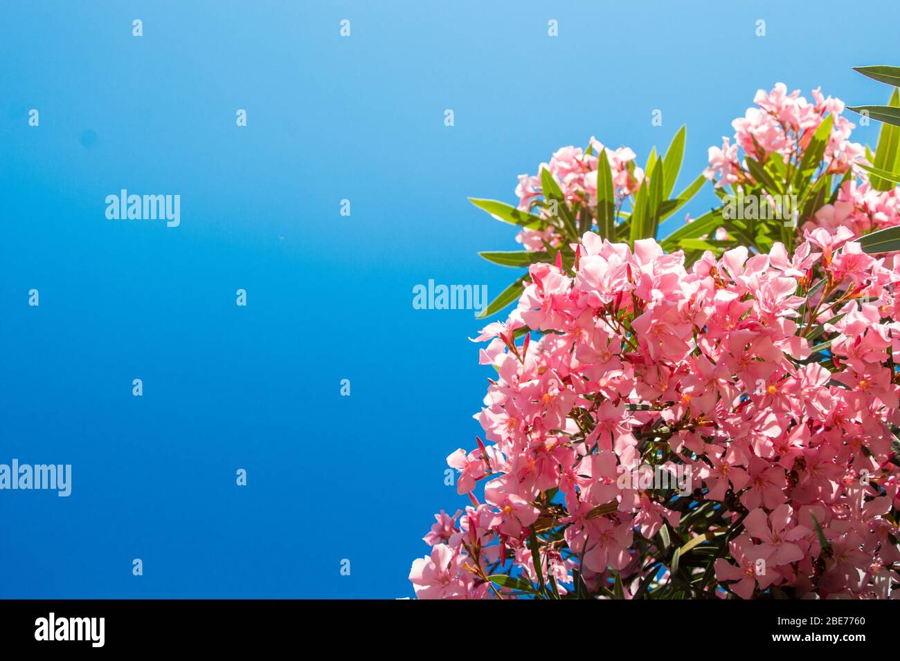 Branches of oleander tree ( Nerium oleander ) with pink flowers against ...