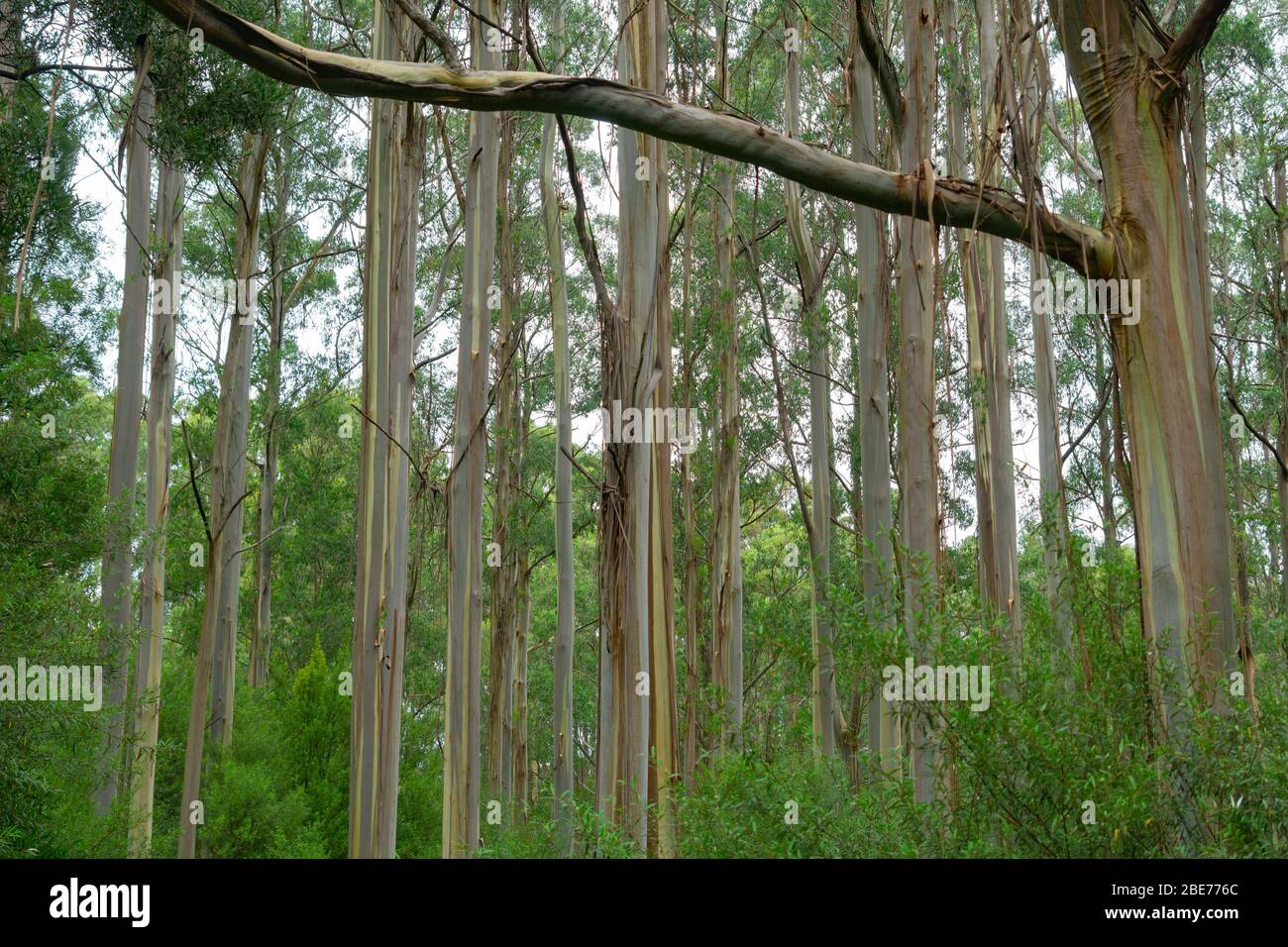 Tall straight eucalyptus tree forest in Victoria Australia Stock Photo ...