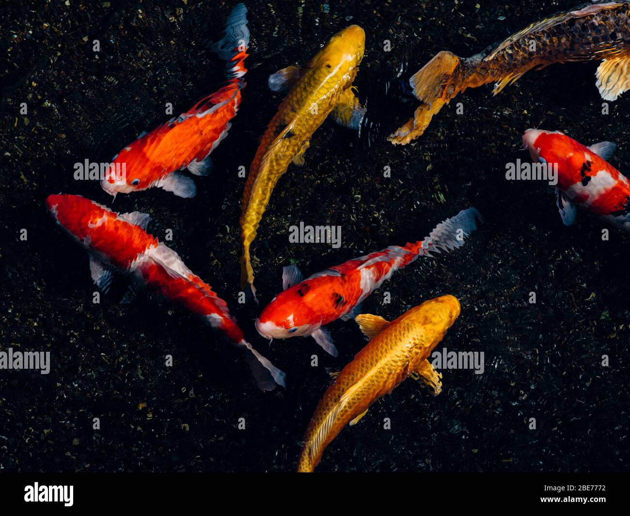 Koi swimming in pond in Suizenji Garden in Kumamoto Stock Photo - Alamy