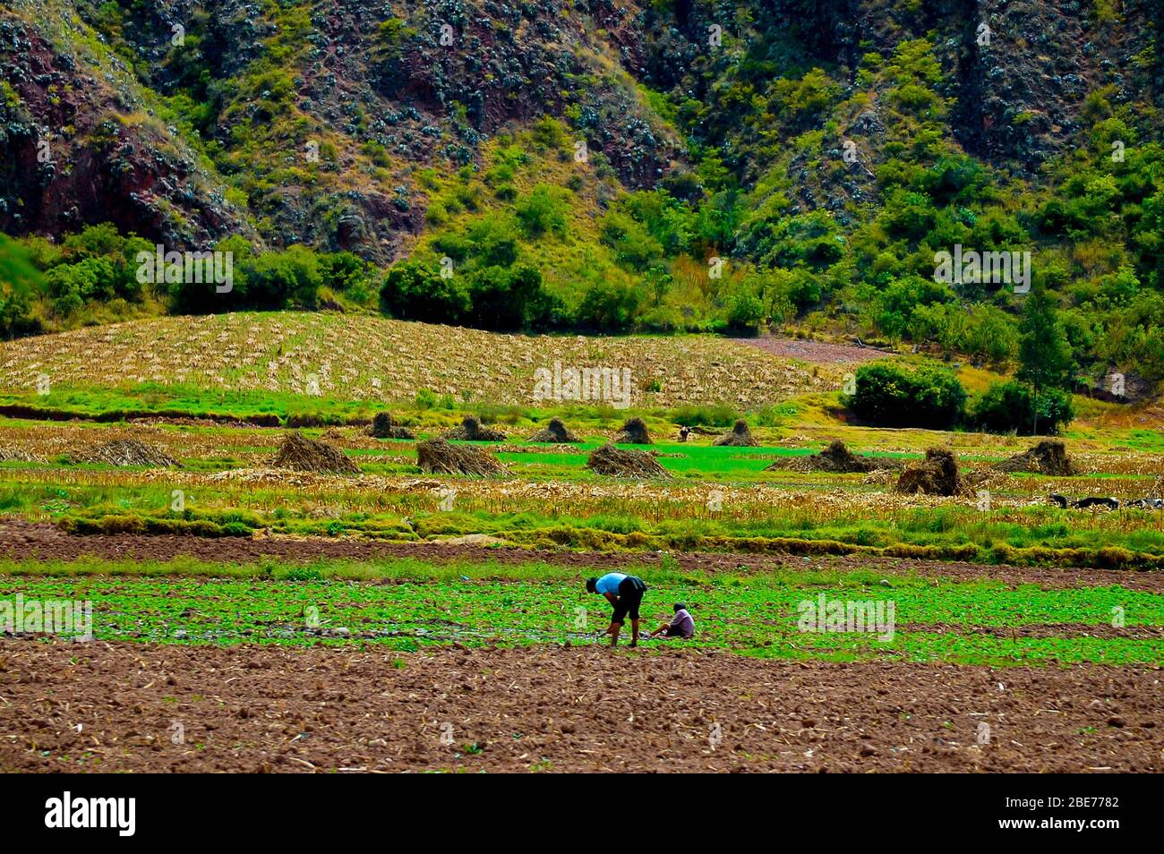 Agriculture Field Work - Peru Stock Photo - Alamy