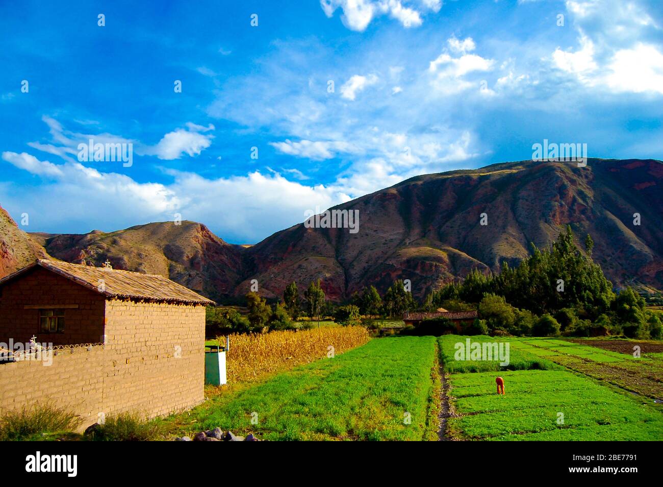Agriculture Field Work - Peru Stock Photo - Alamy