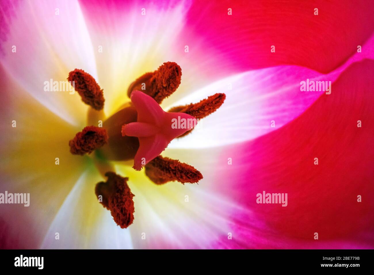Macro pestle and stamens in the tulip flower head with selective focus ...