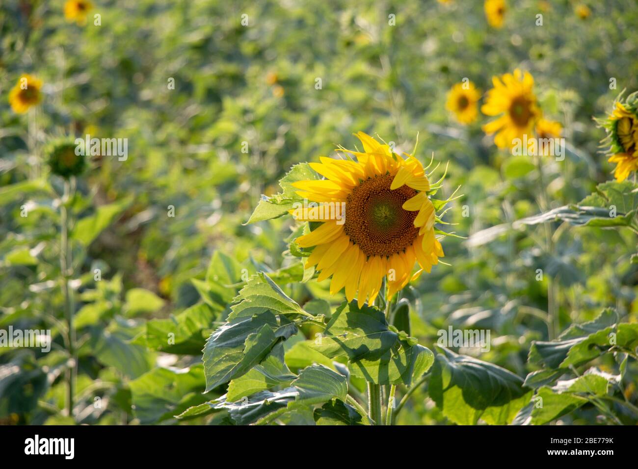 Sunflower field landscape , field of blooming sunflowers as natural ...