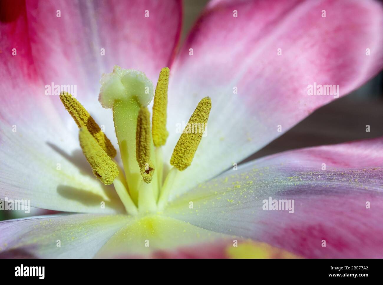 Macro pestle and stamens in the tulip flower head with selective focus ...