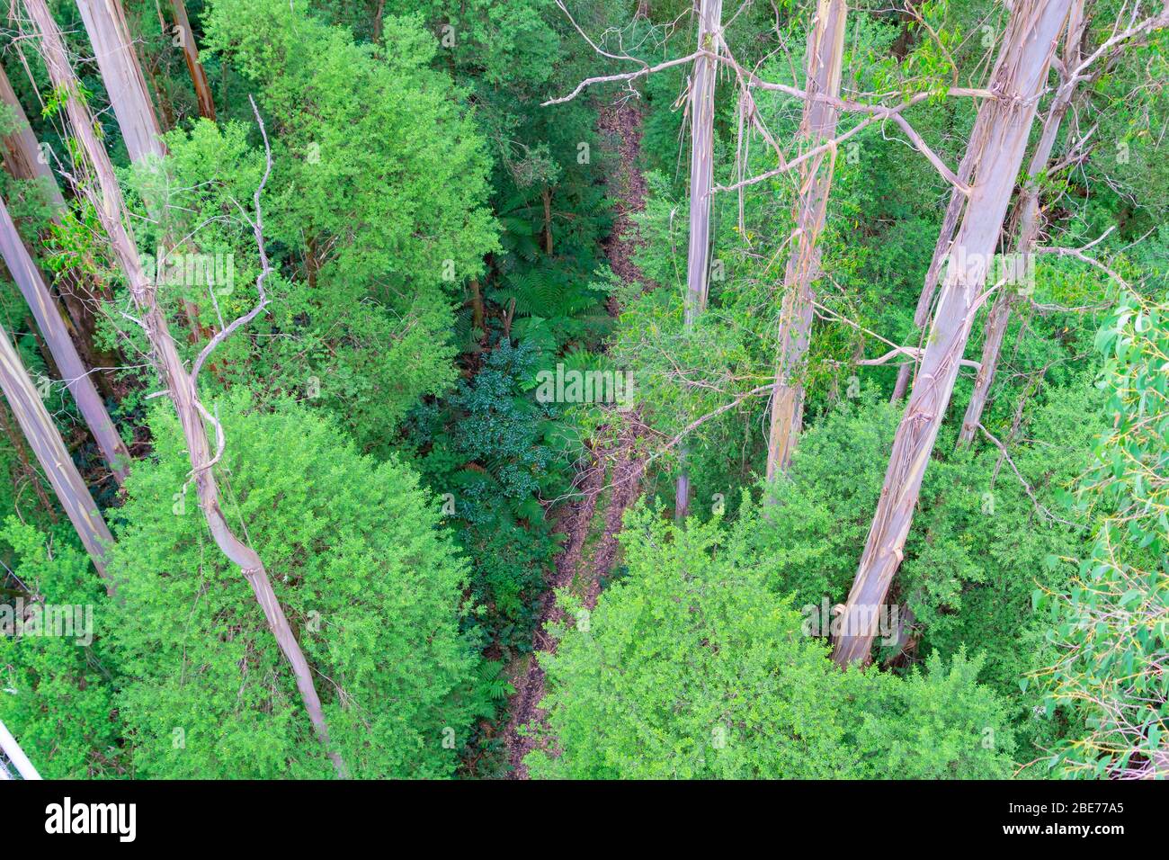 Otway ranges victoria hi-res stock photography and images - Alamy