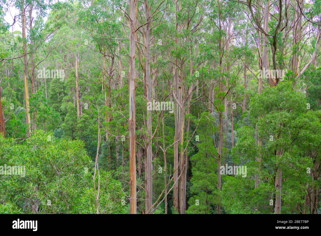 Typical Australian rainforest with tall eucalyptus and other trees ...