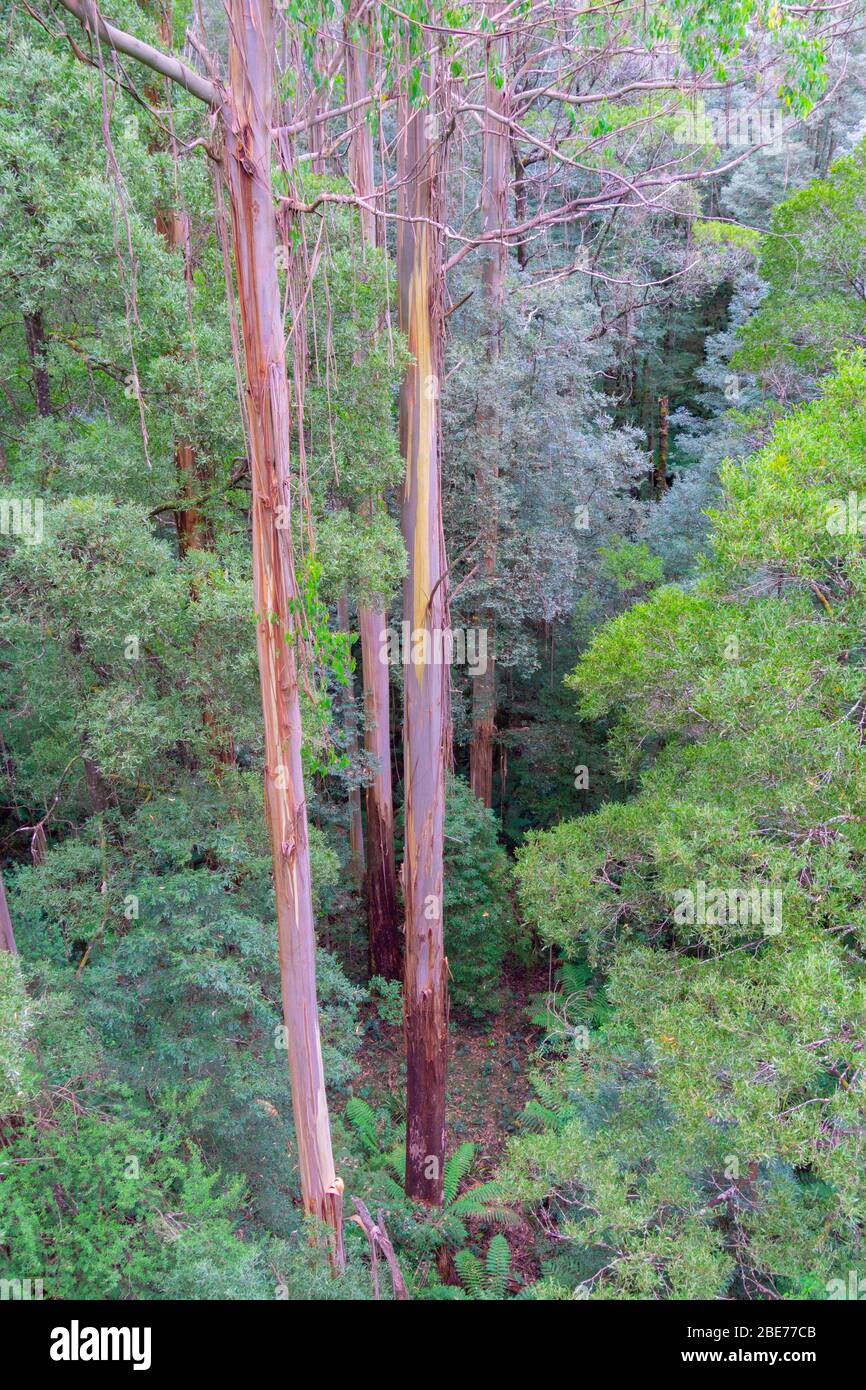 Typical Australian rainforest with tall eucalyptus and other trees ...
