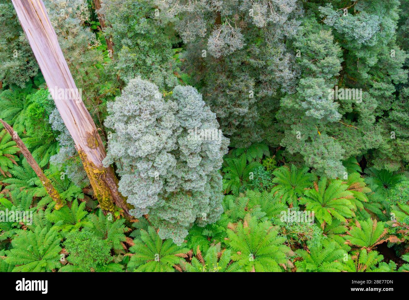 Typical Australian rainforest with tall eucalyptus and other trees ...