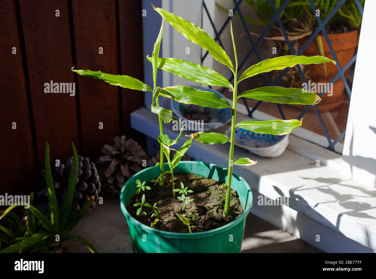 Root Ginger Plants (Zingiber officinale) growing in a flower-pot on my ...