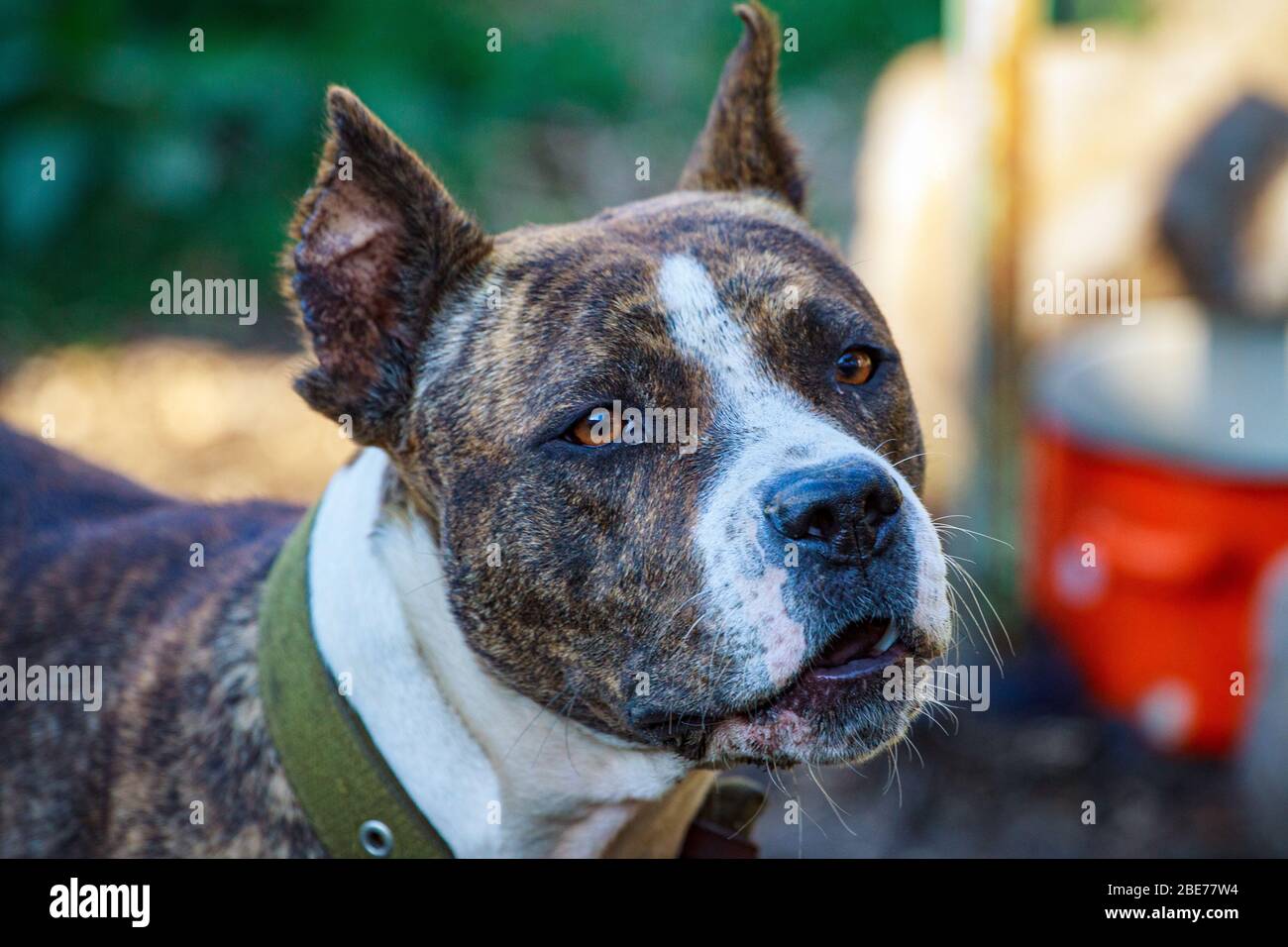 Muzzle of a large evil guard dog with large teeth close-up. The open ...