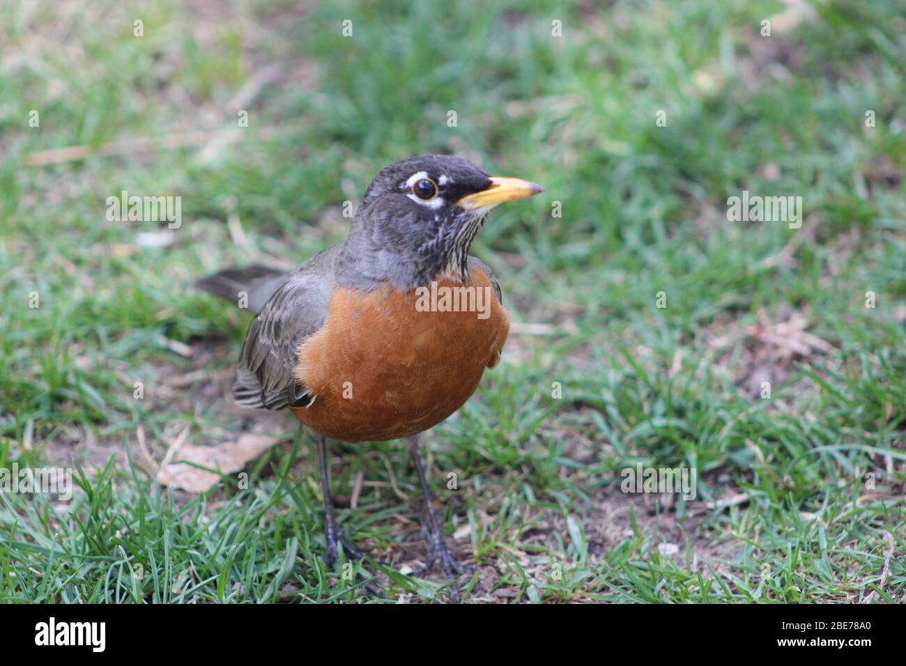 Cute Robin on the Ground Stock Photo - Alamy