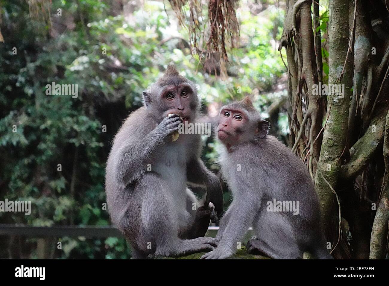 Two monkeys eating a banana surrounded by rainforest in monkey forest ...