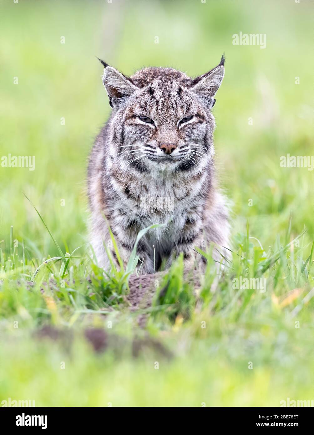 Bobcat california hi-res stock photography and images - Alamy