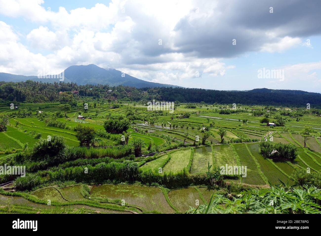 Padi Terrace, Bali, Indonesia - Local plantation of a layered rice ...