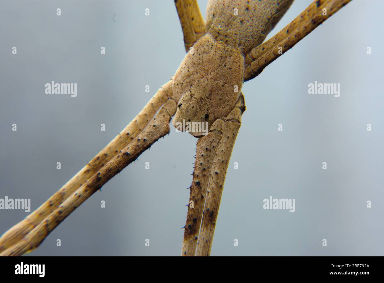 Deinopis subrufa Net casting spider Stock Photo - Alamy