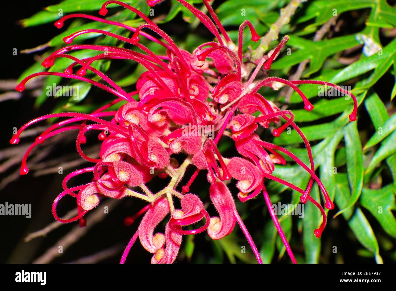 Red silky oak Grevillea banksii Stock Photo - Alamy