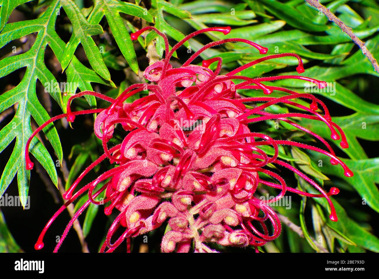 Red silky oak Grevillea banksi 2 Stock Photo - Alamy