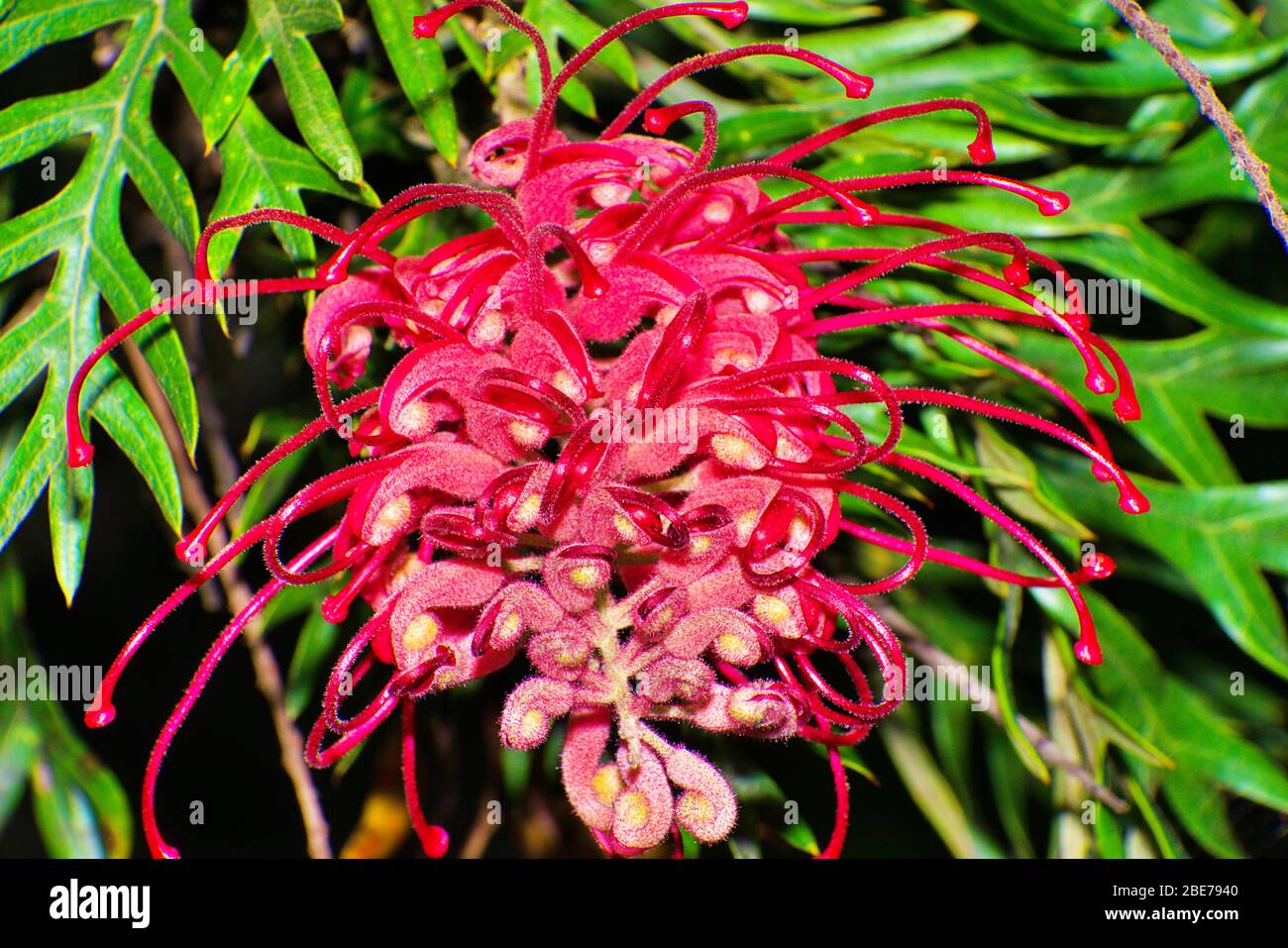 Red silky oak Grevillea banksi 3 Stock Photo - Alamy