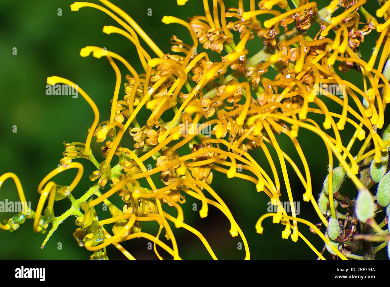 Grevillea robusta hi-res stock photography and images - Alamy