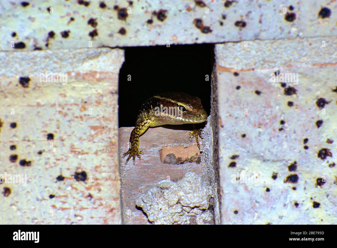 Resting skink hi-res stock photography and images - Alamy