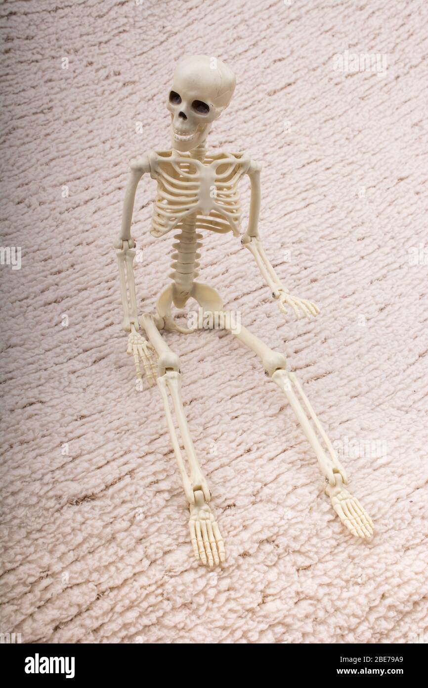 Human skeleton model for medical anatomy science Medical clinic concept ...