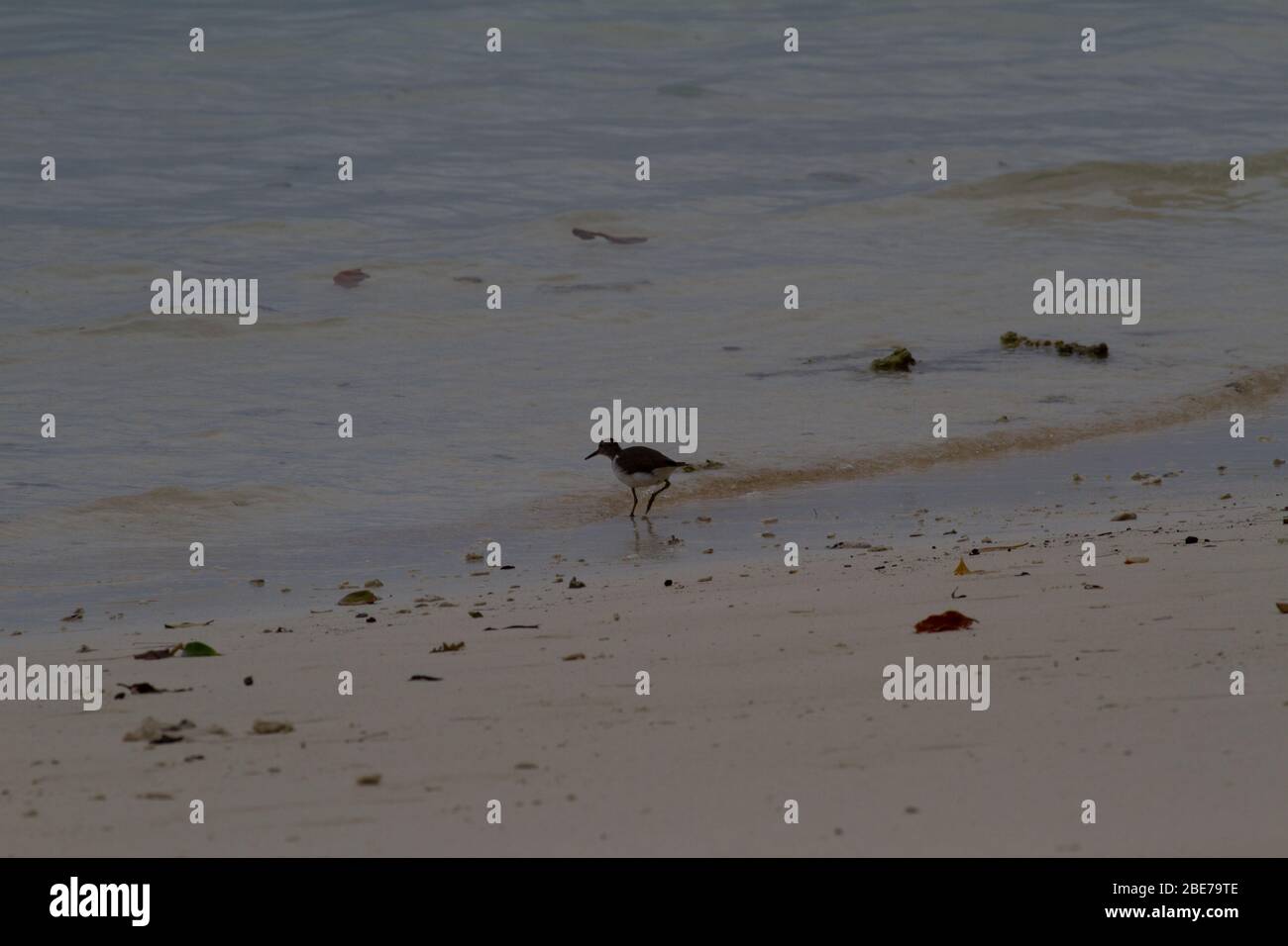Common sandpiper feeding on the beach Stock Photo - Alamy