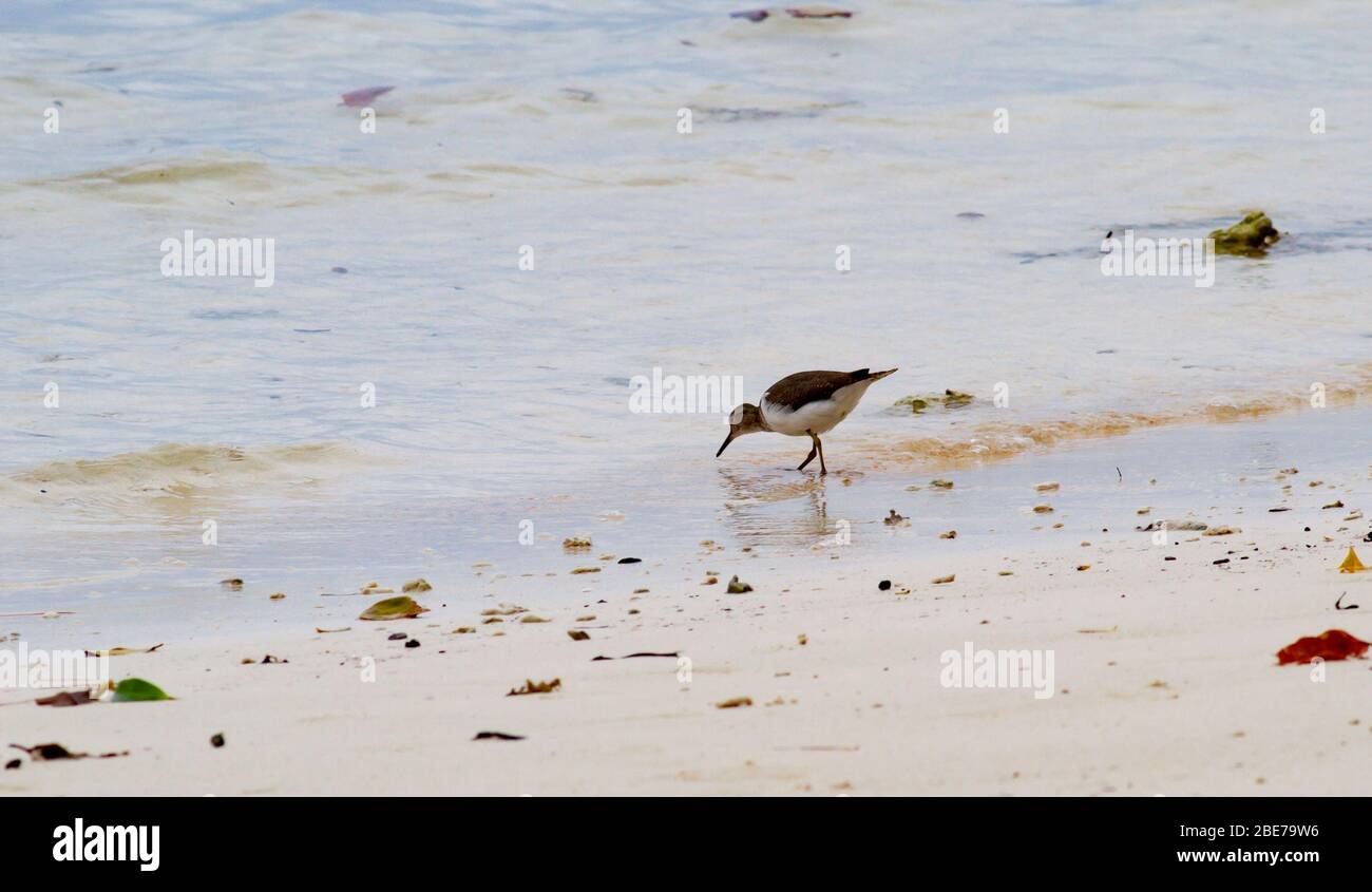 Common sandpiper feeding on the beach Stock Photo - Alamy