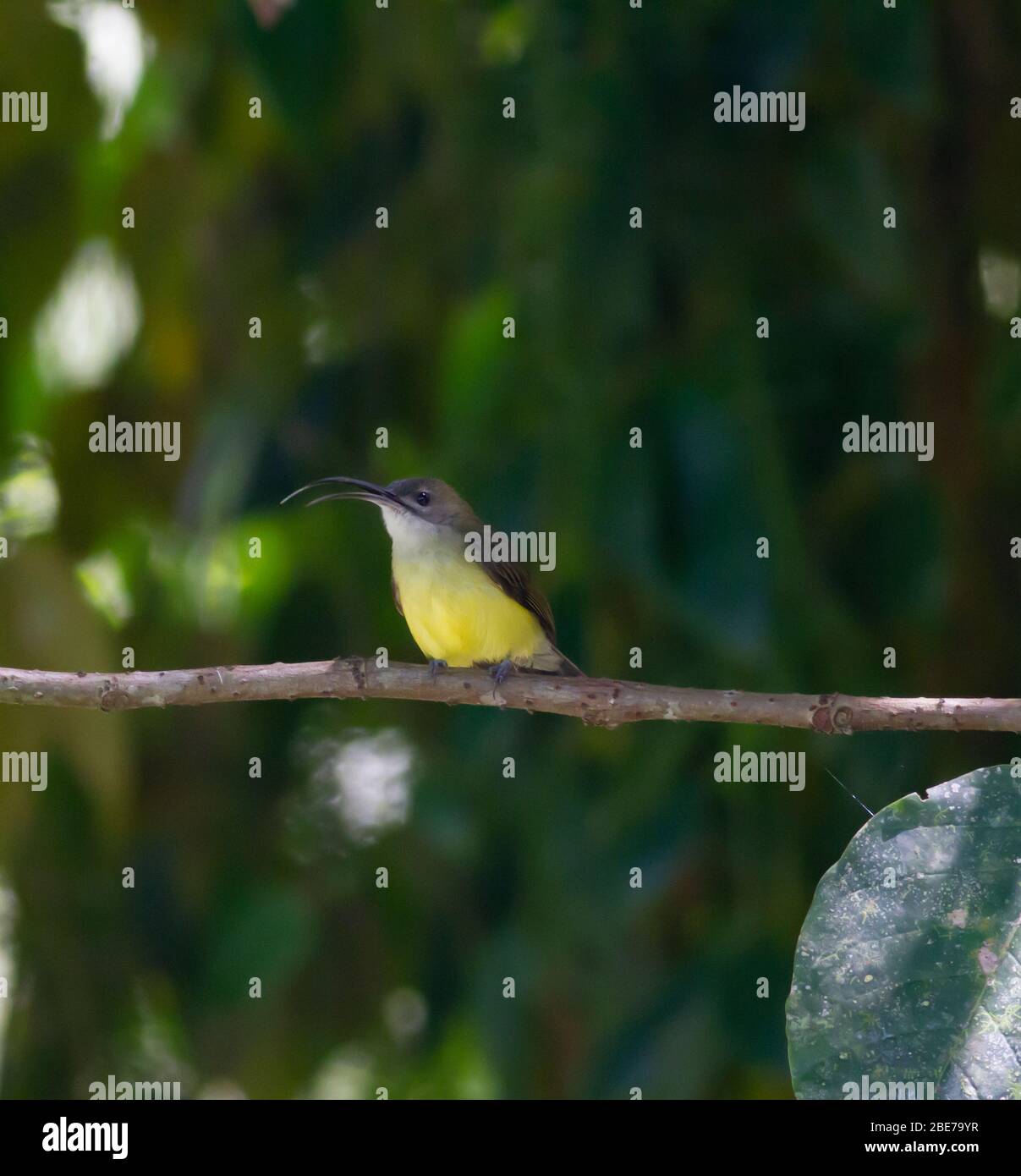 Little spiderhunter flying hi-res stock photography and images - Alamy