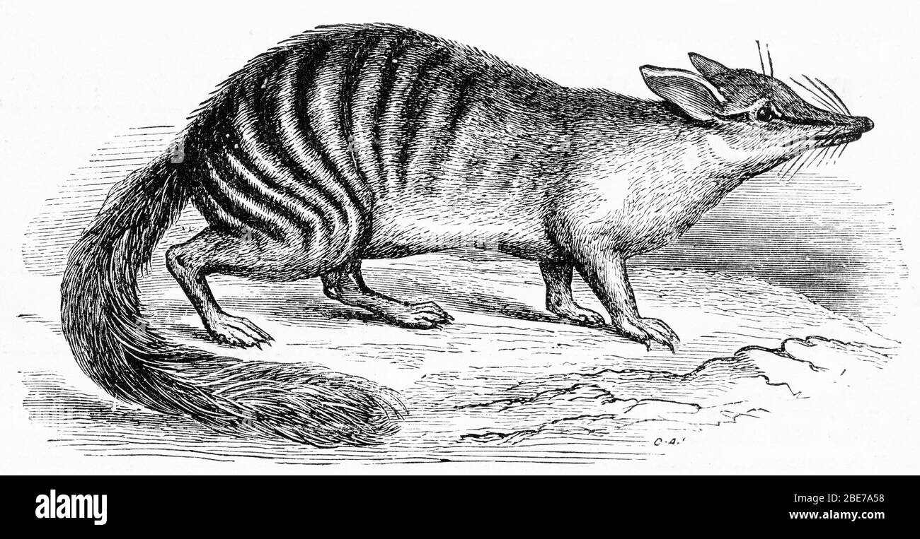 Engraving of endangered species Black and White Stock Photos & Images ...