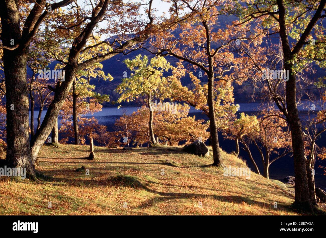 Autumn tree in scottish hi-res stock photography and images - Alamy