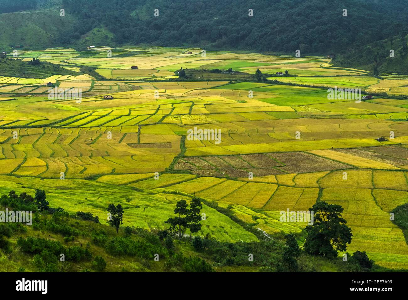 paddy fields in khasi and jaintia Hills of Meghalaya Stock Photo - Alamy