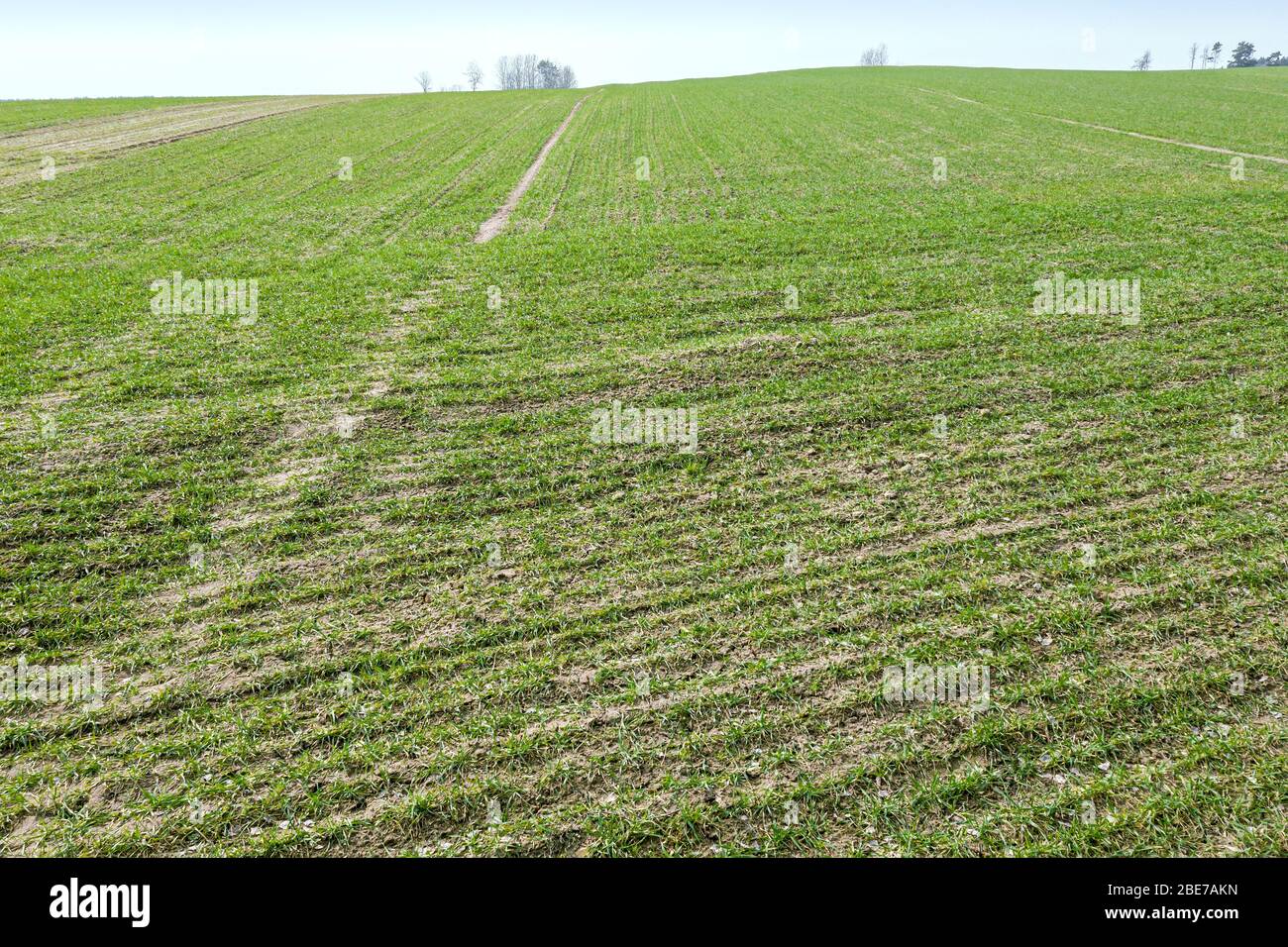 green cultivated field in spring. agricultural land. point view of ...