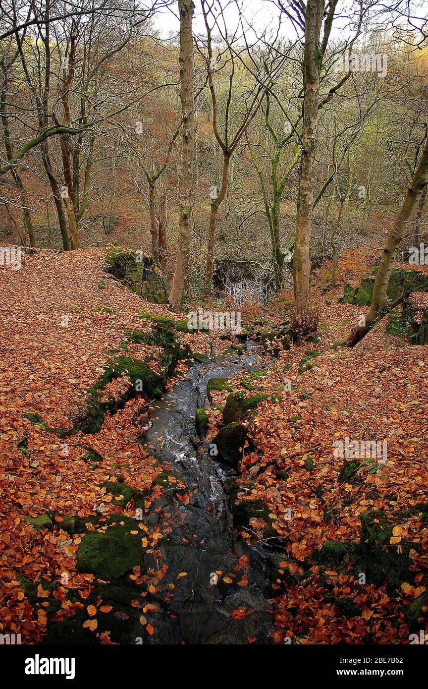 A stream running between two trees with their leaves covering the ...