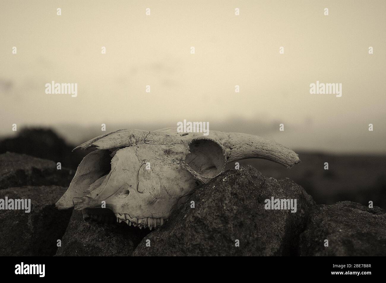 Sheep head bone hi-res stock photography and images - Alamy