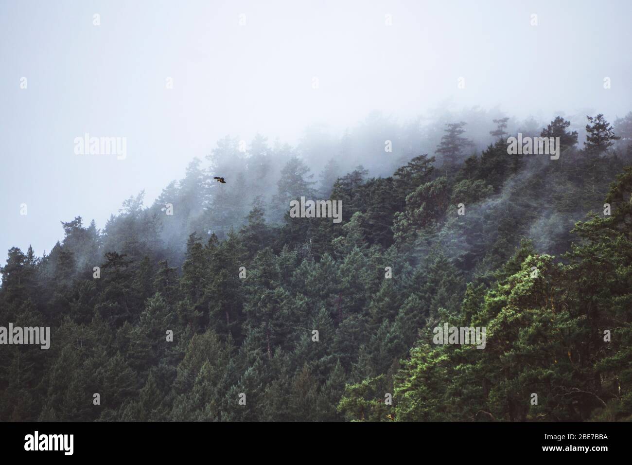 Beautiful forest on the coast. Photo taken from Ferry between Victoria ...