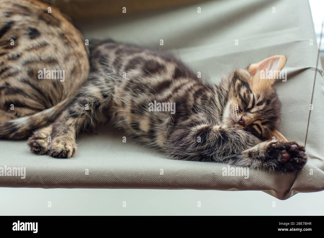 Cute charcoal bengal kitty cat laying on the cat's window bed and ...
