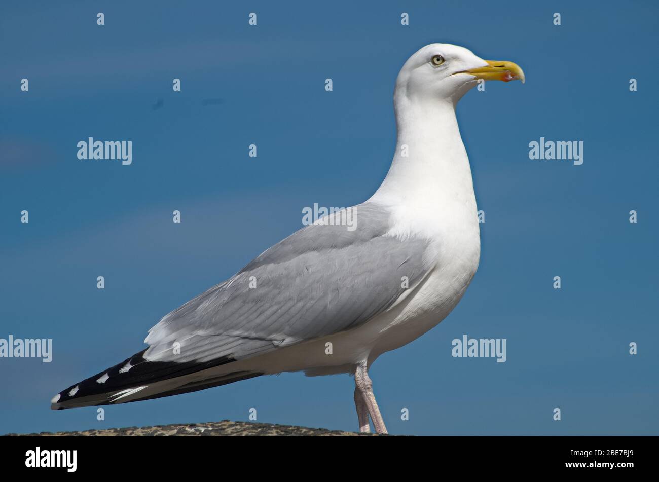 Seagull profile hi-res stock photography and images - Alamy