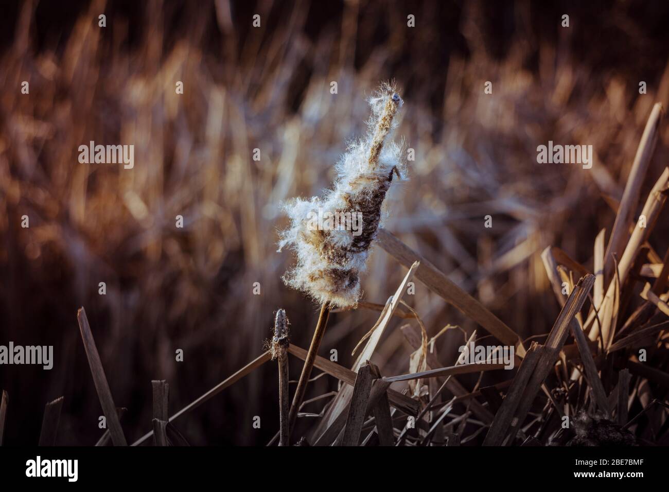 Lonely field grass in the lake in Canada Stock Photo - Alamy