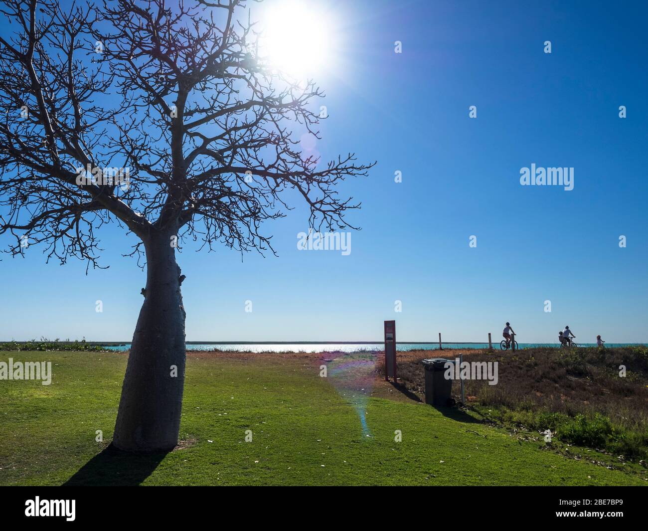 Boab tree (Adansonia gregorii), Town Beach, Broome. The Kimberley ...