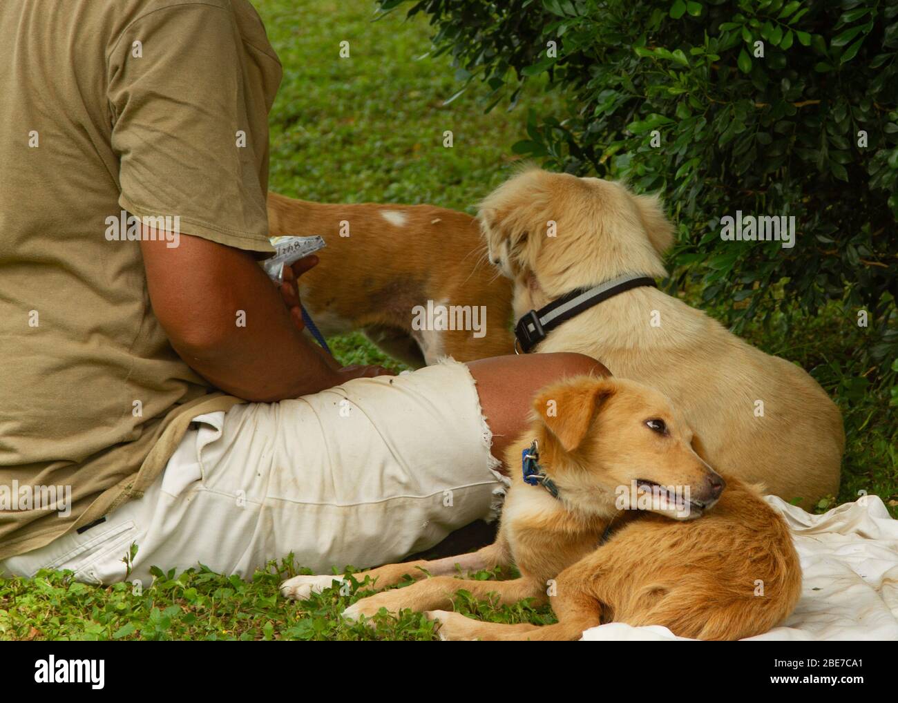 Dogs in need of veterinary care Stock Photo - Alamy