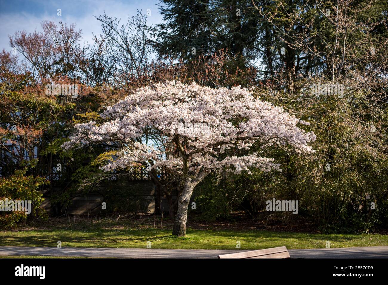 Spring evening in cherry garden hi-res stock photography and images - Alamy