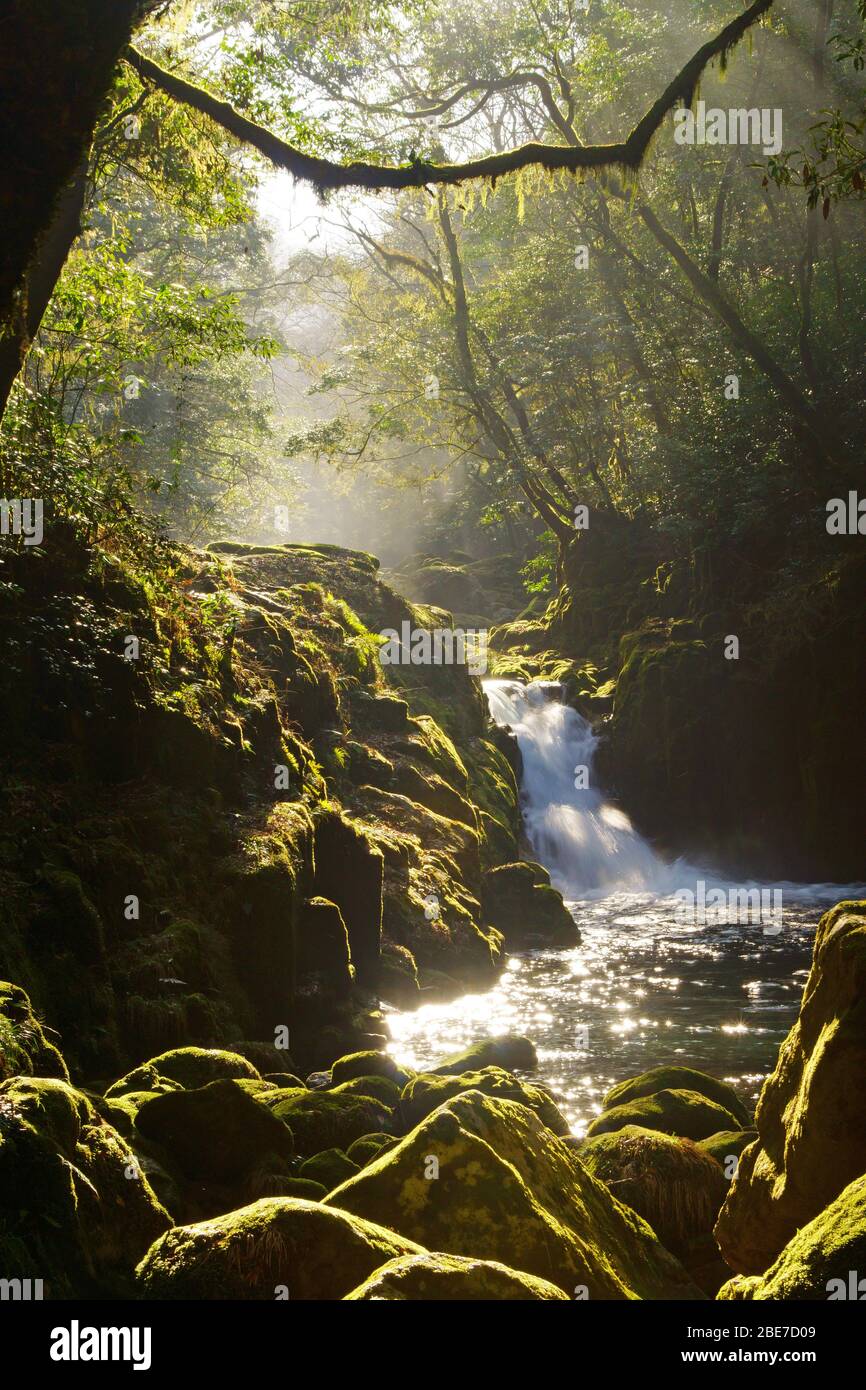 Kikuchi Gorge, morning Stock Photo - Alamy