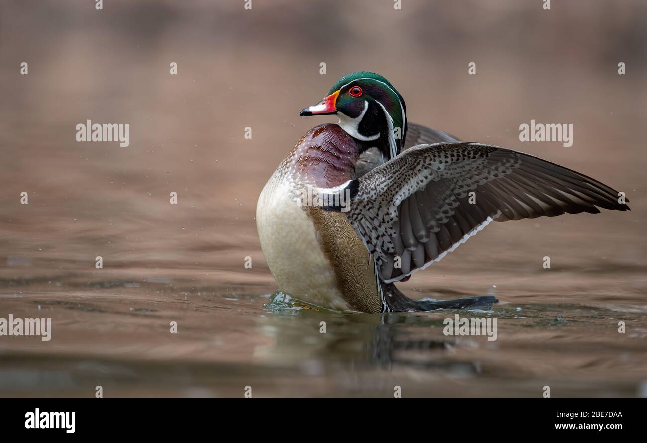Wood Duck Portrait Stock Photo - Alamy