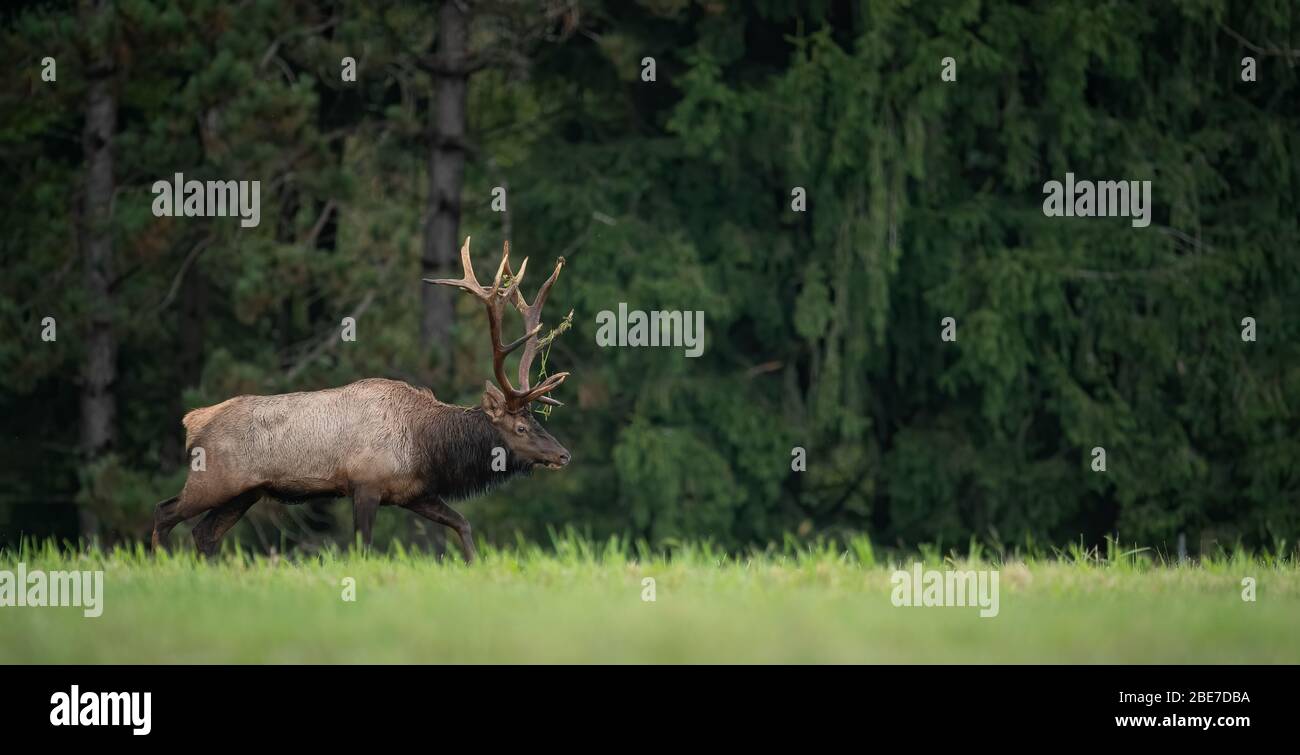 Black Elk Portrait High Resolution Stock Photography and Images - Alamy