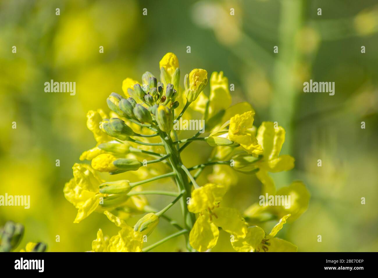 Broccoli flower hi-res stock photography and images - Alamy