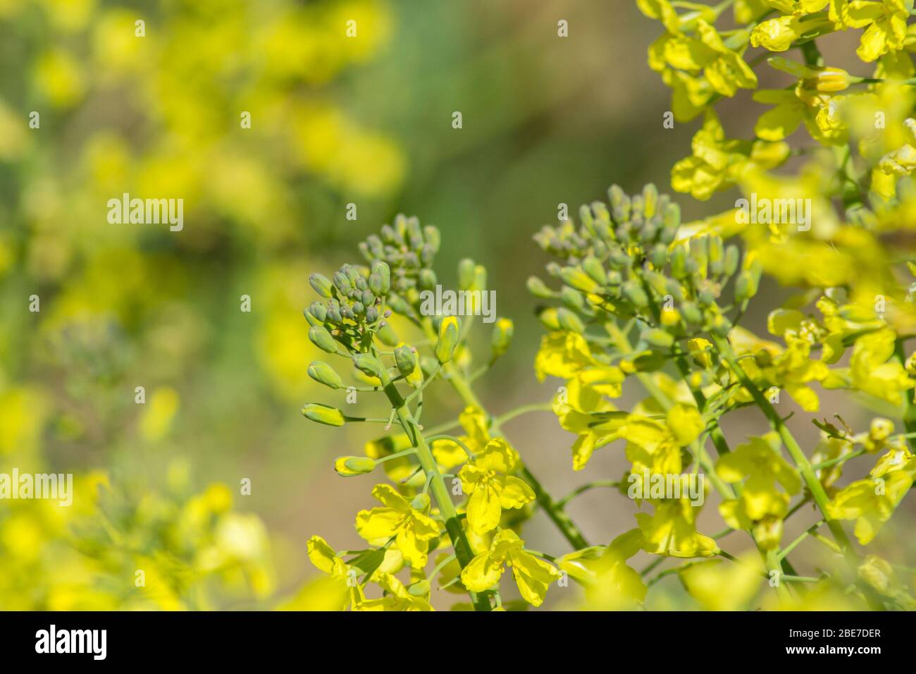 Broccoli flower blooming in the garden, green leaves, Canola, vegetable ...
