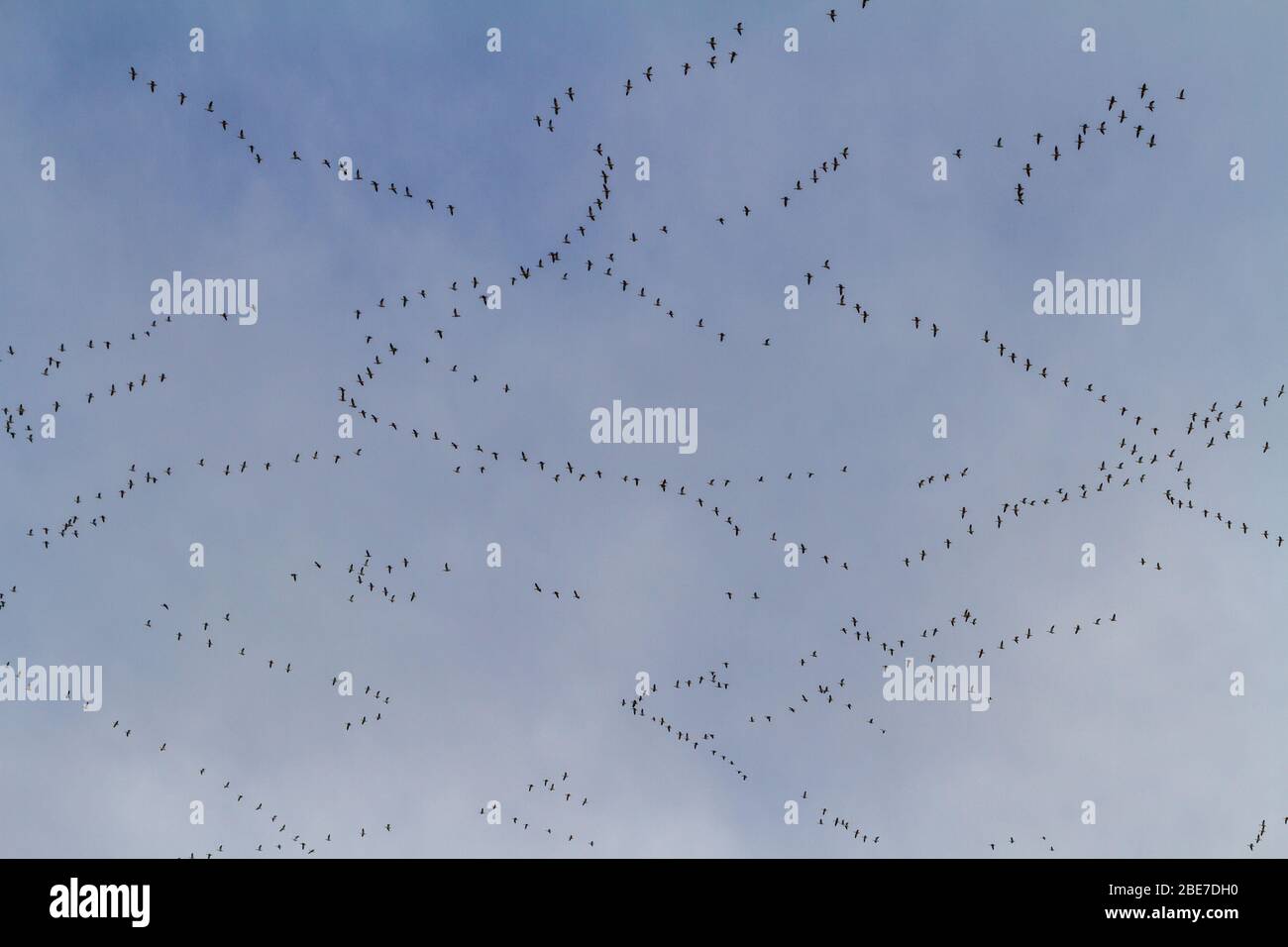 Snow geese in flight over the resting area of Freezeout Lake, Central ...